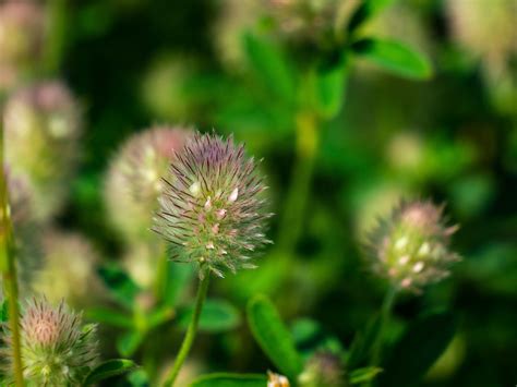 Small Bloom Flowering Free Photo On Pixabay Pixabay