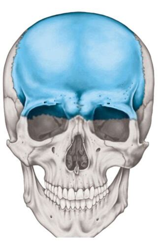 🥇 Hueso Frontal Anatomía Función Importancia Clínica