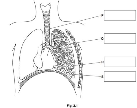 Igcse Biology 0610 122 Aerobic Respiration Igcse Style Questions
