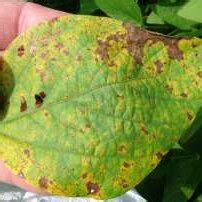Steps Of Rust Pathogen Infection Stages In Soybean Management Cultural Download Scientific