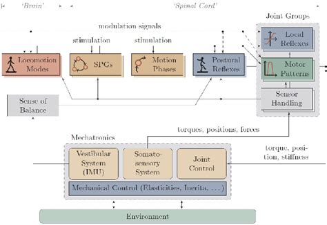 Figure 1 From Controlling Human Like Locomotion Of A Biped By A