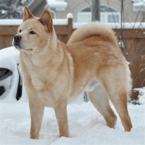 Dog Breeds Explore Various Dog Types