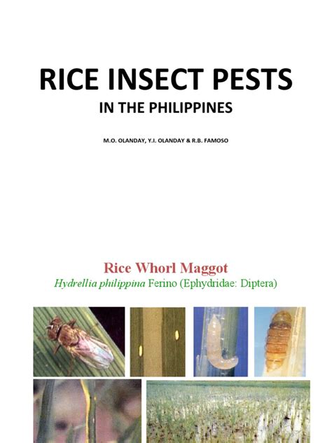Rice Insect Pests Pdf Lepidoptera Insects And Humans