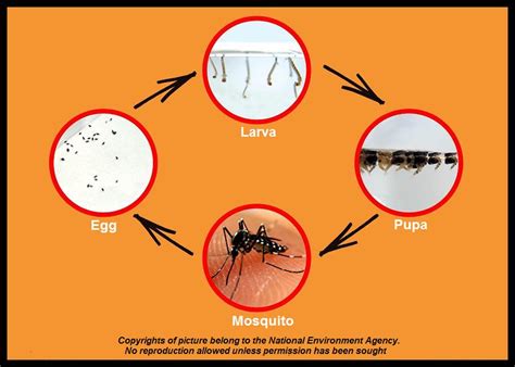 Aedes Mosquito