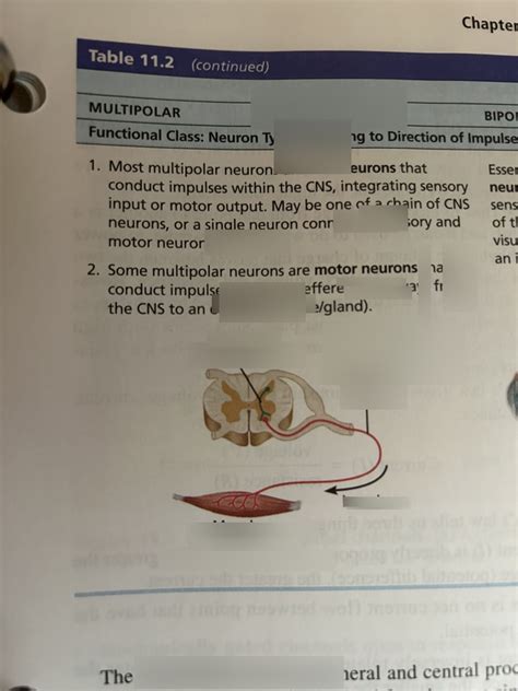 Nervous System Terms And Definitions For Study Success Flashcards Quizlet