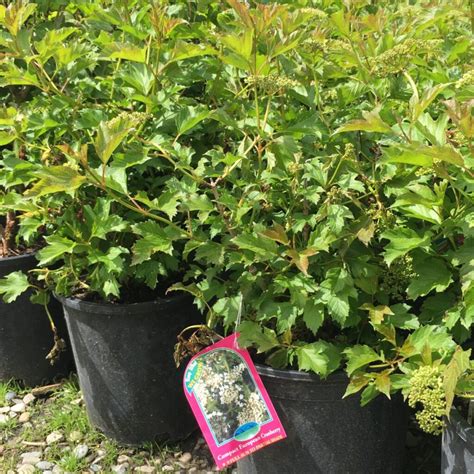 Compact European Cranberry Trees And Shrubs › Anything Grows