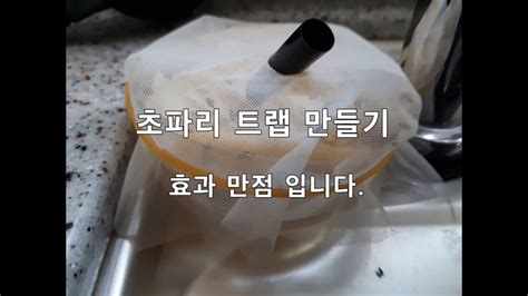 초파리 트랩 거름망으로 초파리 트랩 만들기 Youtube
