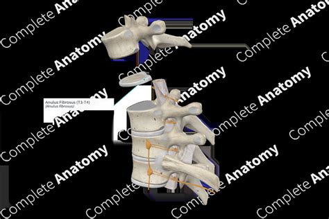 Anulus Fibrosus T3 T4 Complete Anatomy