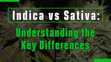 Indica Vs Sativa Understanding The Key Differences Mail Order 420