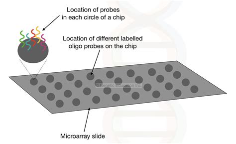 A Brief Introduction To Cytogenetics Karyotyping Fish And Microarray A Brief Introduction To Cytogenetics Karyotyping Fish And Microarray