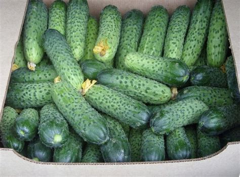 Высокоурожайные и наиболее вкусные самоопыляемые сорта огурцов