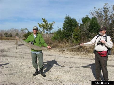 Pythons Genus Python