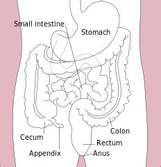 Appendix Anatomy
