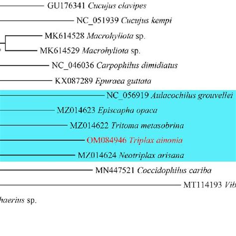 the phylogenetic tree resulting from maximum likelihood analysis