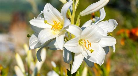 How To Plant Grow And Care For Lilies