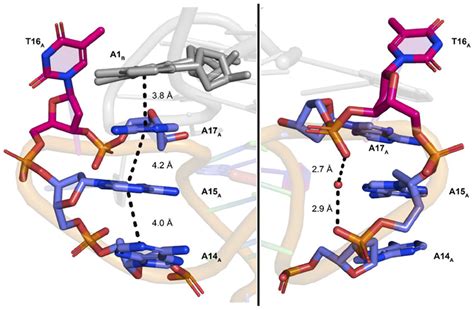 Left The Four Nucleotide Loop Forming Stacking With Adenosine Bases