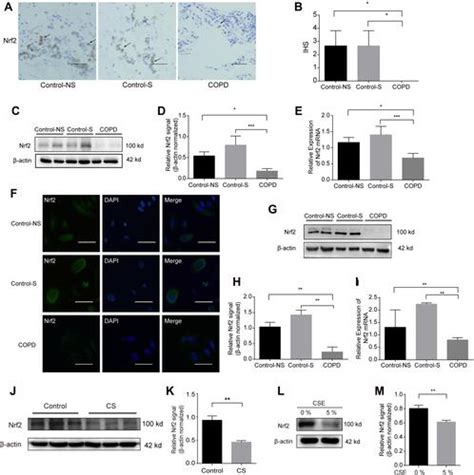 Full Article Hypermethylation Of The Nrf2 Promoter Induces Ferroptosis By Inhibiting The Nrf2
