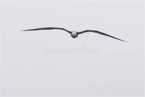 Lesser Frigatebird Or Fregata Ariel At Mumbai Maharashtra India Stock