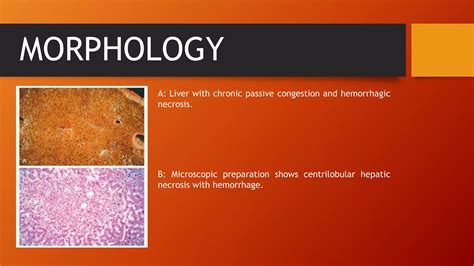 Pathology Edemapptx