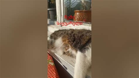 ჩემი გოგო 💖💖♥️♥️ ️ ️💜 Youtube