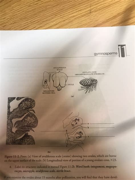 Solved Gymnosperms Ovulate Cone Te Strobilus Ovule Megaspore