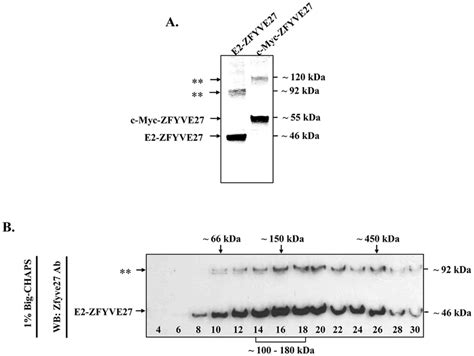 Zfyve27 Assembles Into Sds Sensitive And Resistant Dimertetramer A