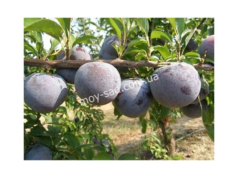 Слива Анжелина Описание Сорта Фото Отзывы – Telegraph