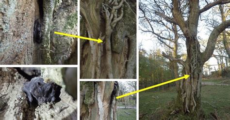 14 A Barbastelle Barbastella Barbastellus Hiding Behind An Ivy Hedera Download Scientific
