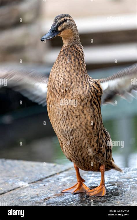 Female Mallard Duck Standing Flapping Her Wings Leighton Moss Rspb