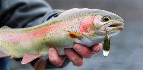 5 Must Have Trout Lures For Any Season