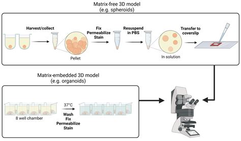 Fluorescence Imaging Of D Cell Models With Subcellular Resolution BIO PROTOCOL