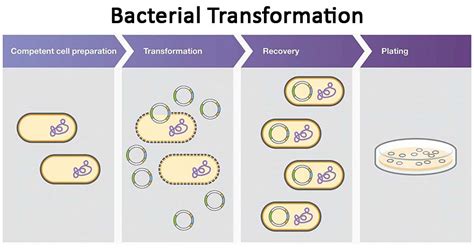 Steps Of Bacterial Transformation