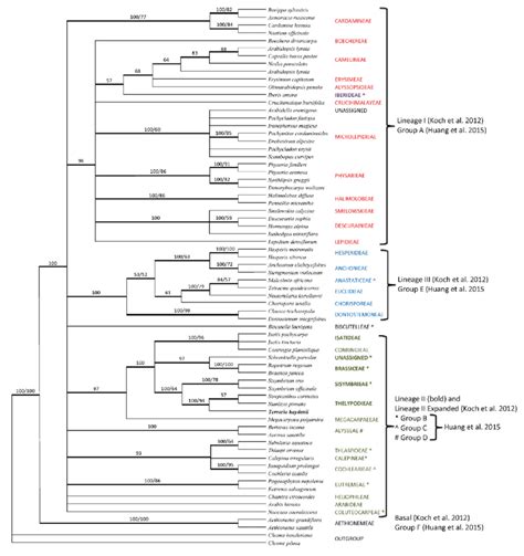 Maximum Parsimony 50 Majority Rule Consensus Tree From 207 Trees