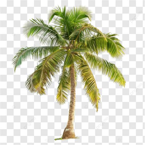 여름 프로젝트를 위한 이국적인 야자수 그림 야자수 클립 아트 열대 나무 Png 일러스트 및 이미지 에 대한 무료 다운로드 Pngtree