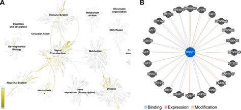 Verify The Observation Signal Transduction Pathway From The Reactome