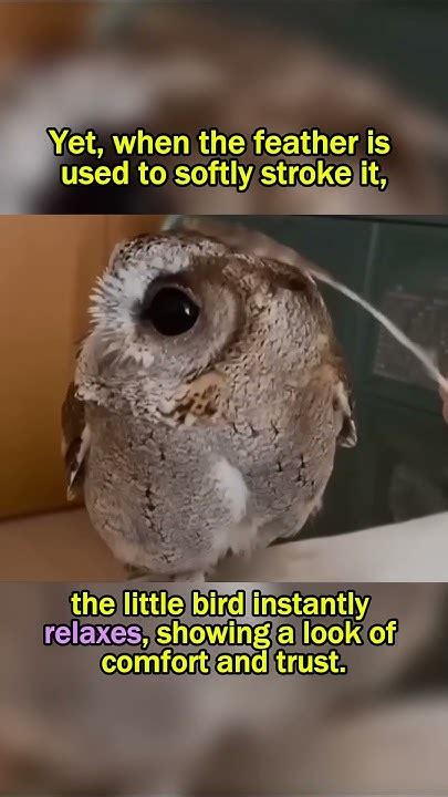🌍surprised Owl Learns To Trust A Feather Shorts Youtube