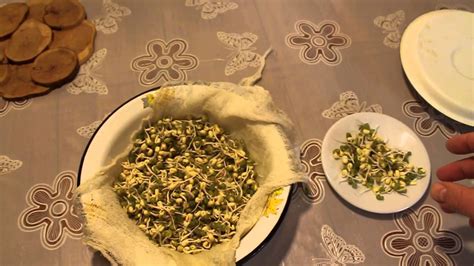 Как прорастить маш зерно за 3 дня (вегетарианские блюда, зерно, соя ...