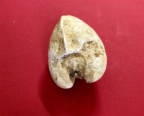 Quel Est Ce Bivalve Demandes D Identification De Fossiles Géoforum