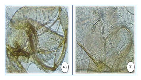 Phlebotomus Sergenti A Male Paramere B Female Spermathecae Download Scientific Diagram