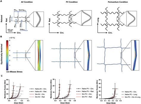 A Repeating Segments Of Polymeric Scaffolds With Optimized