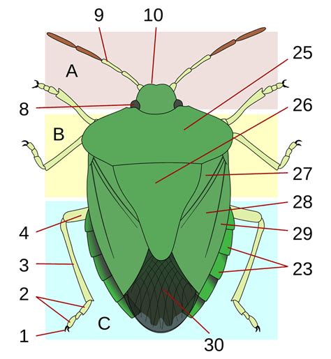 Scutellum Insect Anatomy Wikiwand