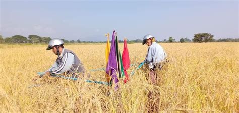 ကလေးမြို့နယ် ဆည်တော်ဦးကျေးရွာတွင် ကိုဗစ် ၁၉ စီးပွားရေးကုစားမှု Cerp အစီအစဉ်ဖြင့် စိုက်ပ