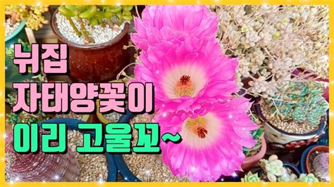 자태양꽃 구경해보세요~💕 다육농장 울산 다육농장 주경다육 발데리 캐시미어 백봉 다육이 키우기 다육농장 추천