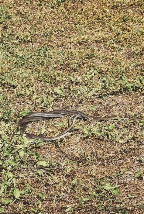 Two Snakes Dancing During Sexual Intercourse Have Sex Mexico Stock