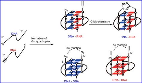 Schematic Depiction Of The Detection Of The Dna−rna G Quadruplex The