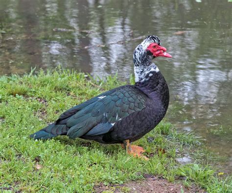 Shop Black Male Muscovy Ducklings For Sale Shirlock Acres