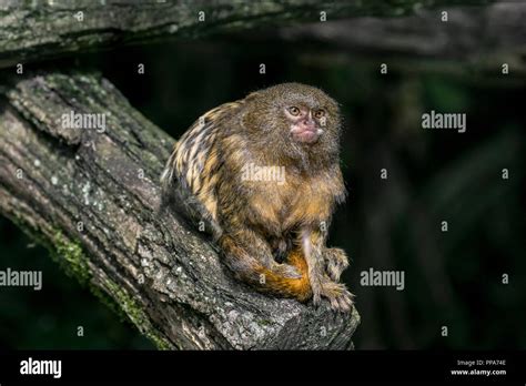 Pygmy Marmoset Cebuella Pygmaea In Tree Native To Rainforests Of The