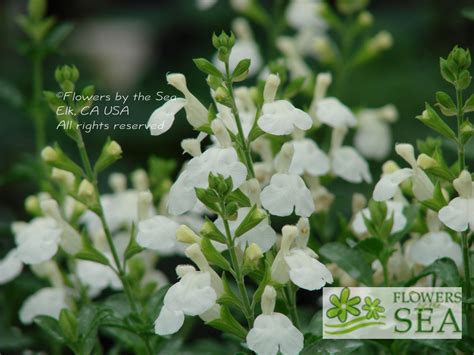 Salvia Vibe Ignition White