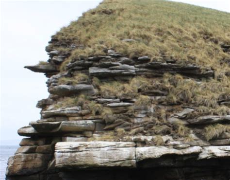 Seabird Monitoring Falklands Conservation