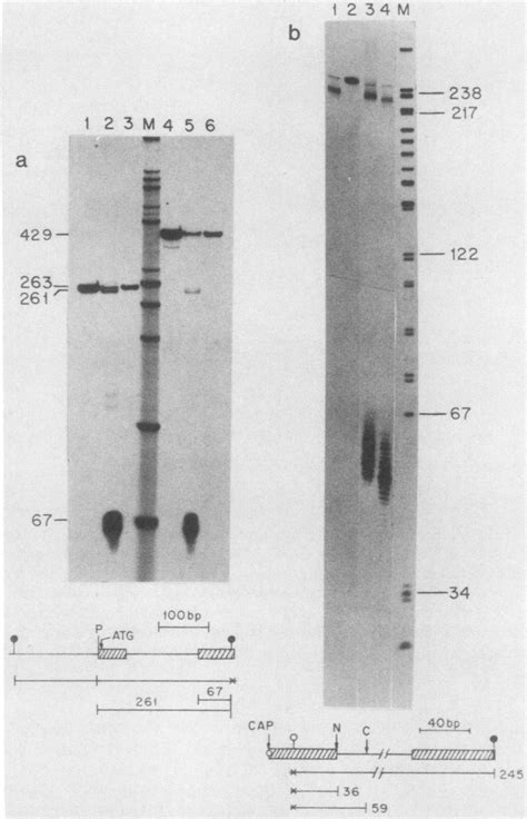 Determination Of The Splice Junctions And Cap Site Cap Of The Rna